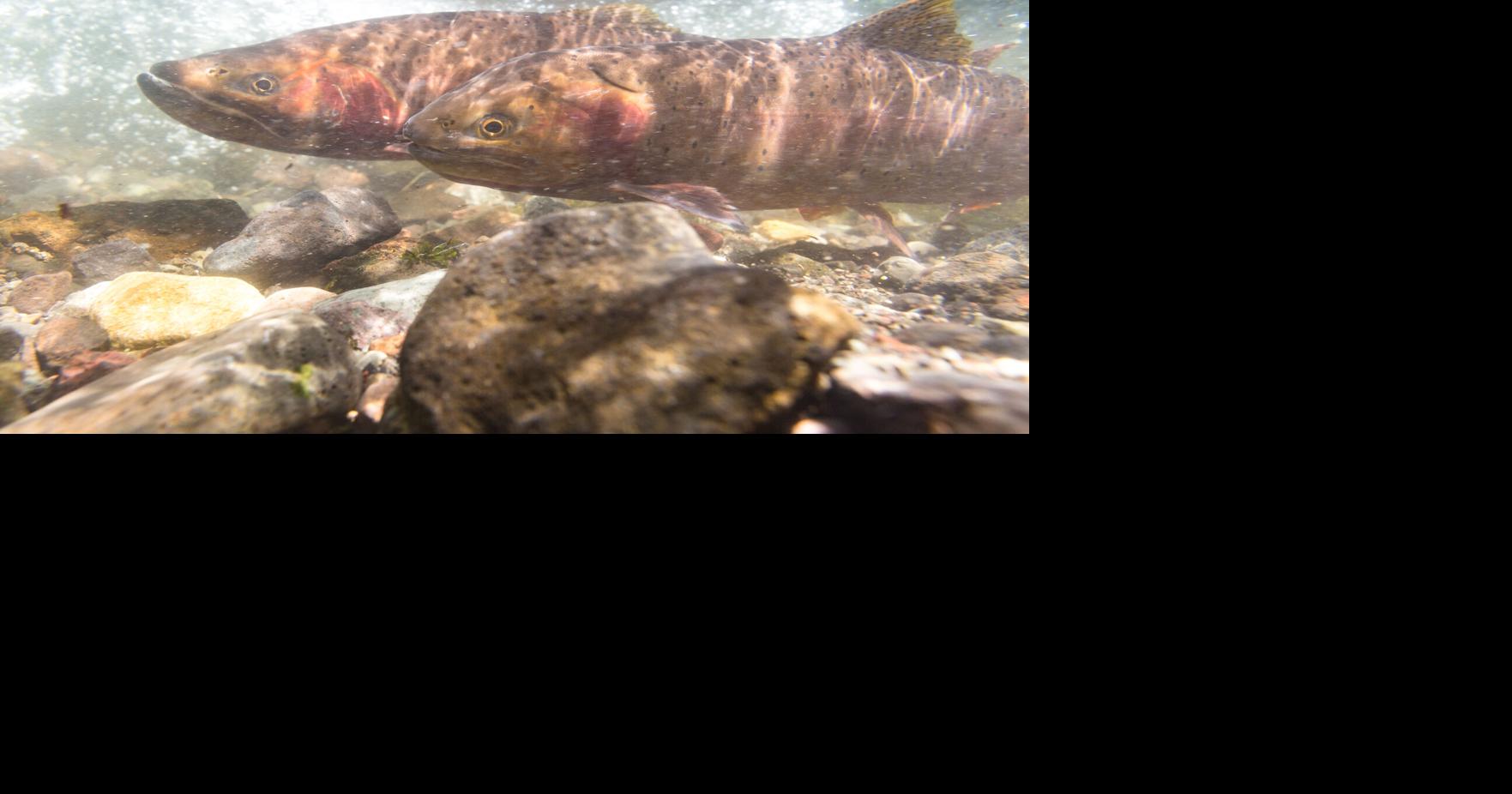 Yellowstone cutthroat trout conservation continues in Shields River ...