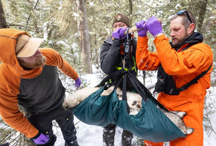 Yellowstone National Park wolves suffer through lean winter ...