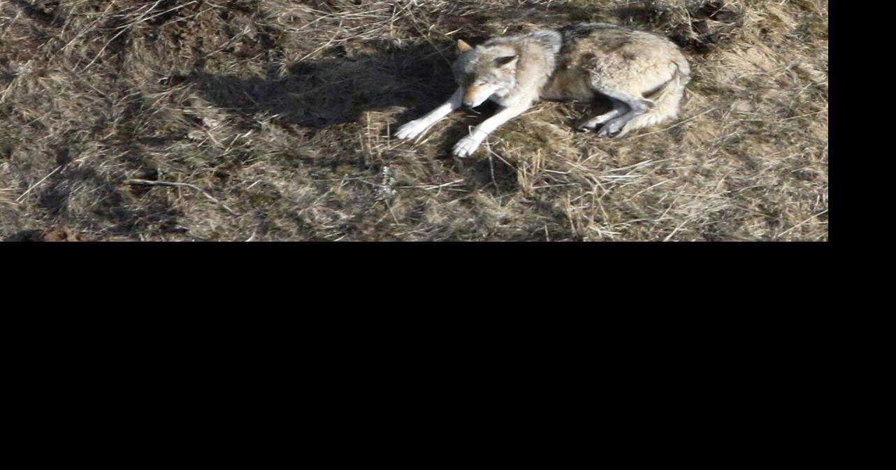 One-eyed 'Queen' of the Yellowstone National Park wolves dies at 11 ...
