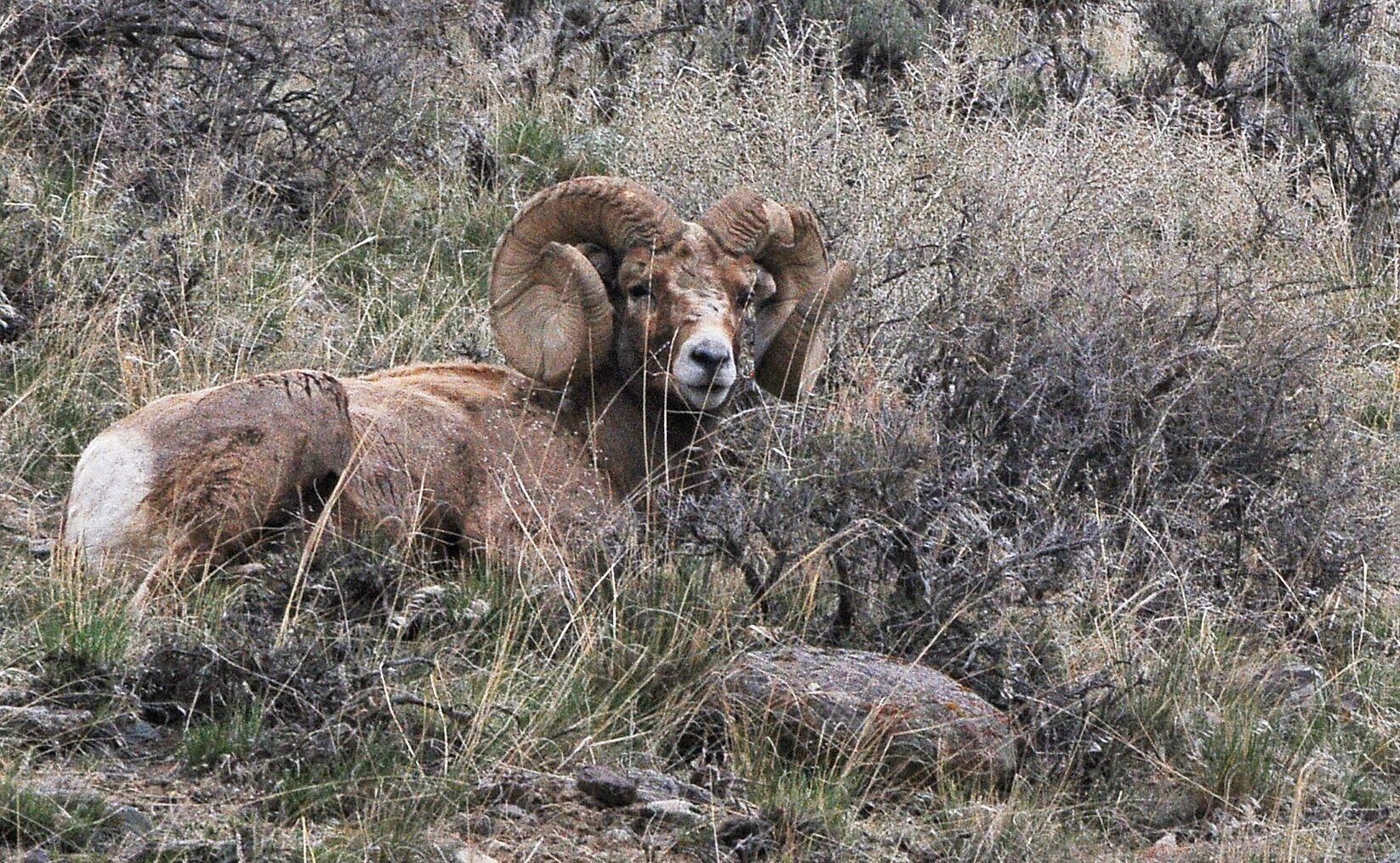 Belgrade man sold bighorn ram testicles to hybrid sheep breeder ...