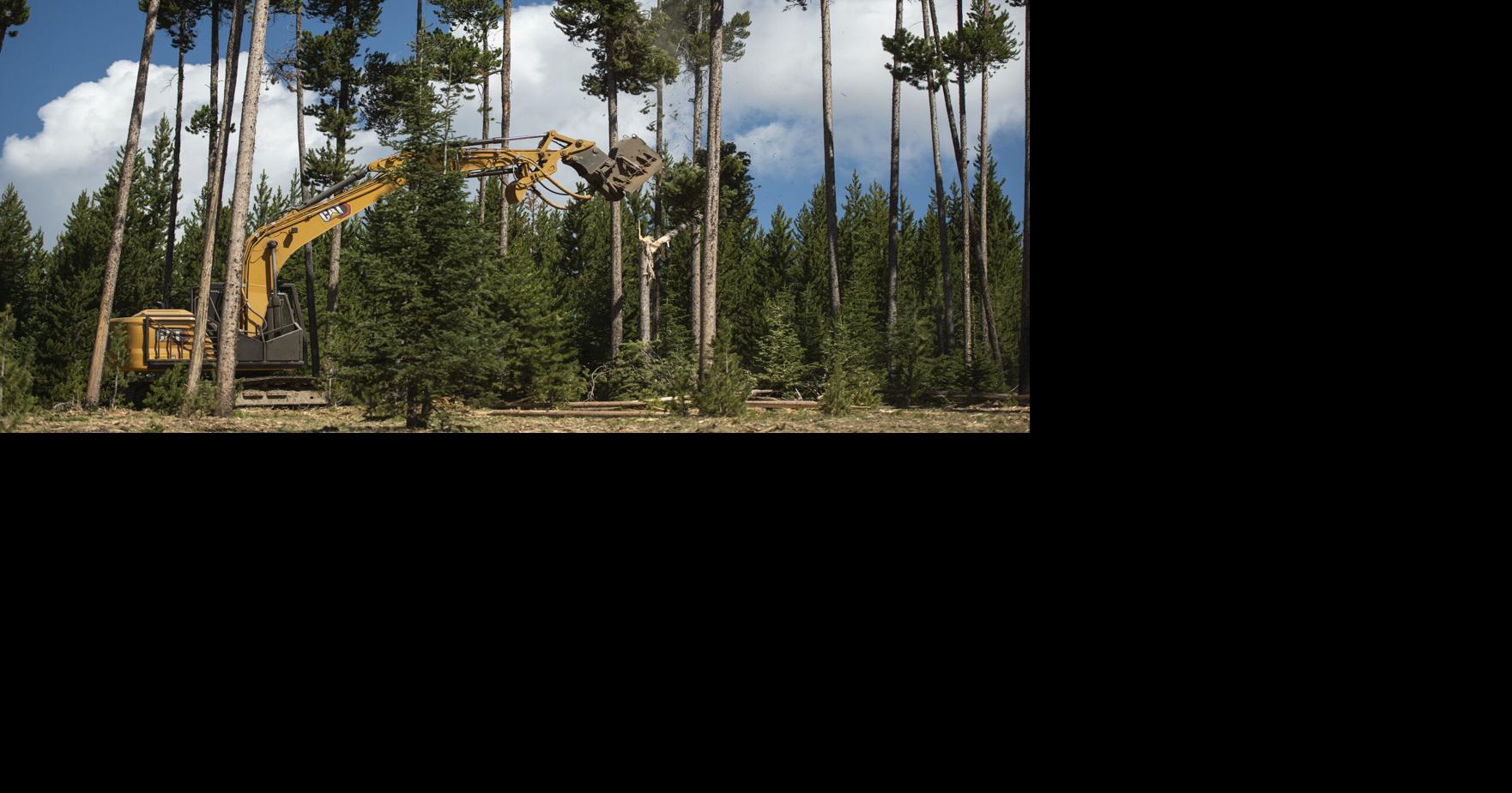 Crews tackle forest thinning project along Jack Creek Road to fortify ...
