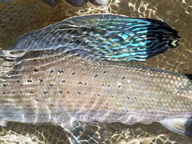 Arctic grayling at Red Rock Lakes National Wildlife Refuge are ...
