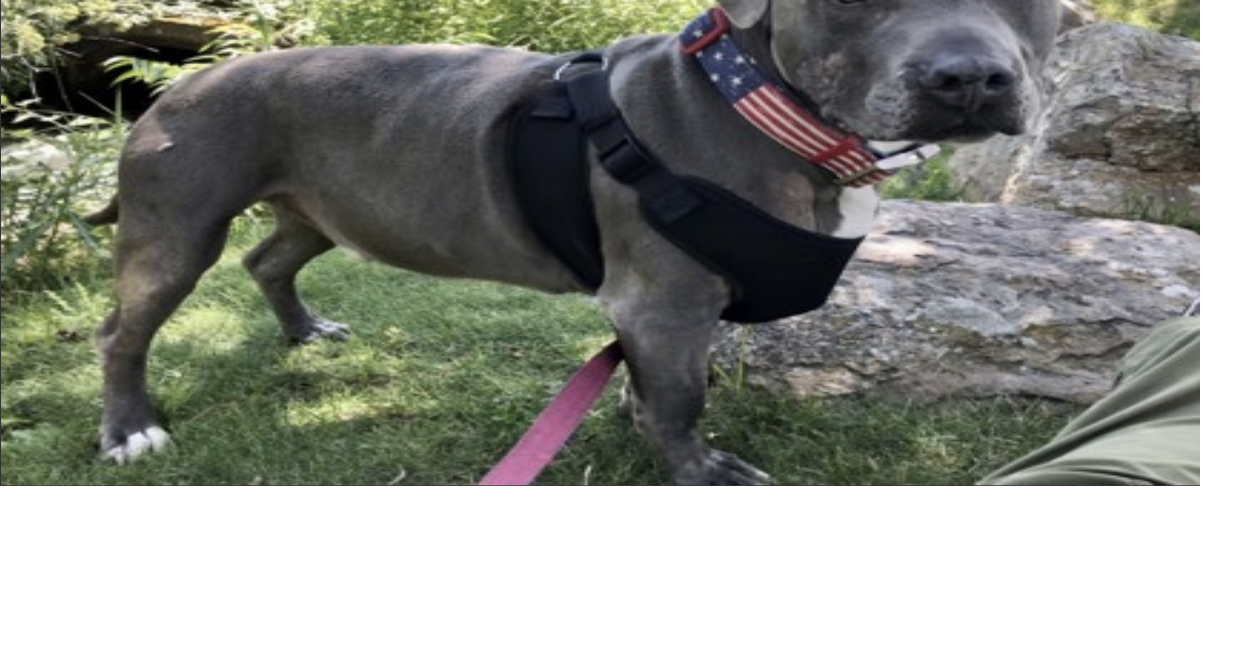 Pet of the week