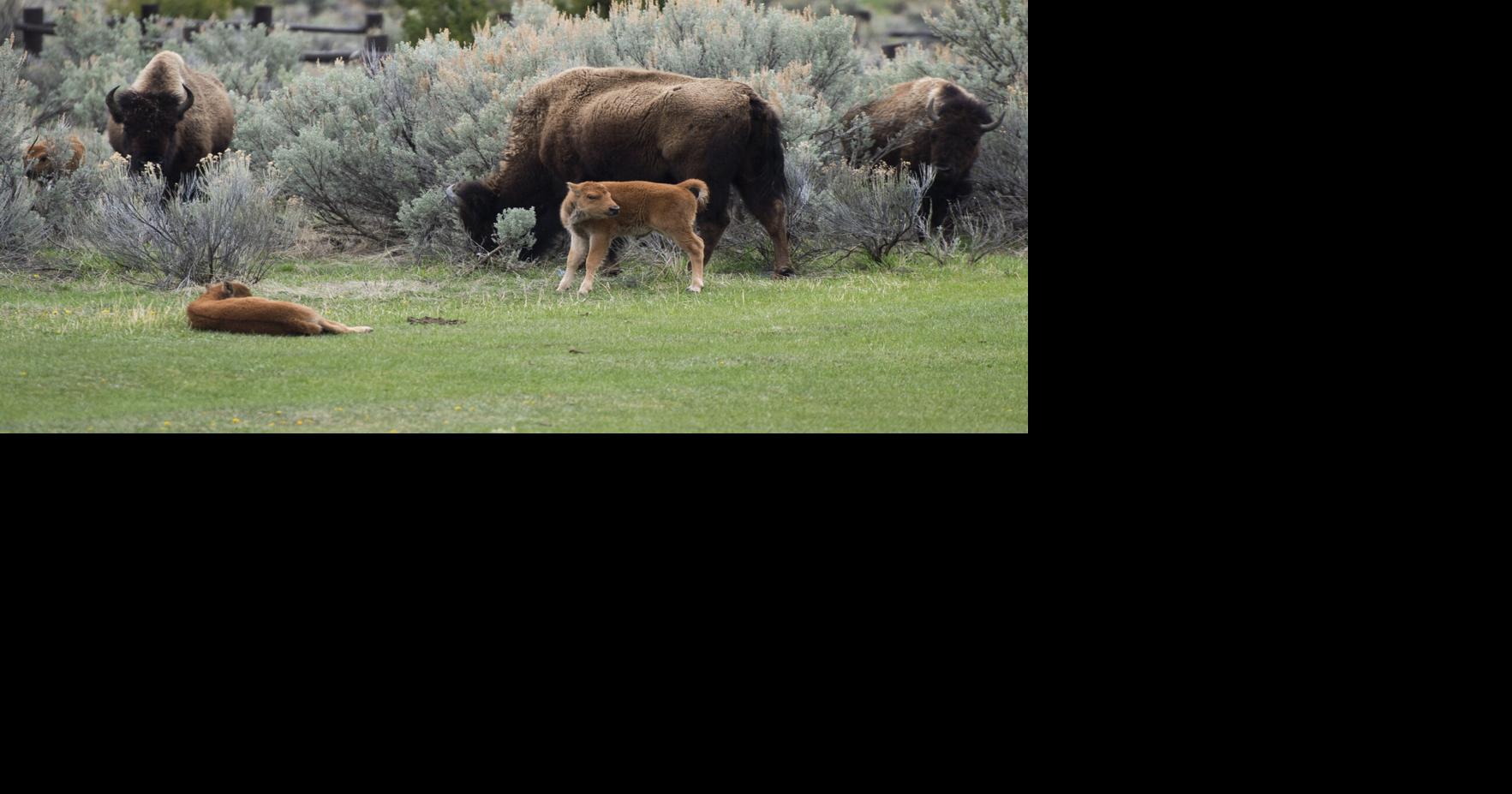 Montana officials, cattle industry slam draft changes to Yellowstone ...