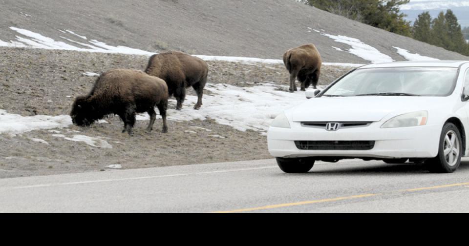 Two bison killed in vehicle accident on U.S. Highway 287 | News ...