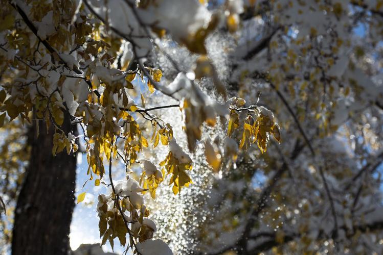 Heavy snow hits Bozeman, damaging trees | City | bozemandailychronicle.com