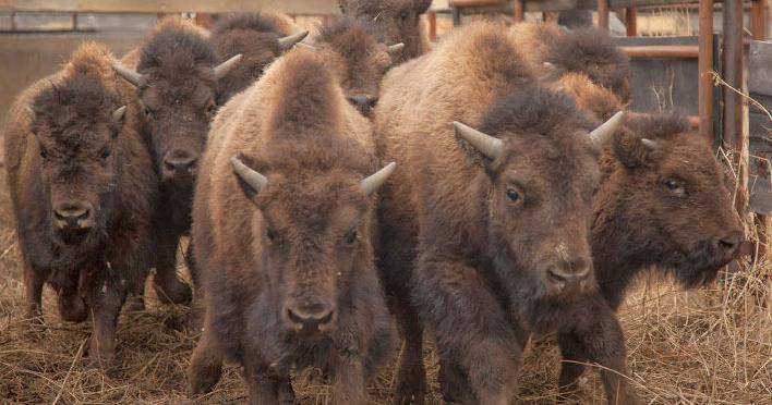 Film about Blackfeet buffalo restoration set for Lewistown | News ...