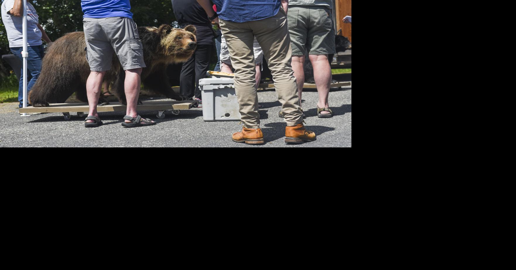 Bear training event | | bozemandailychronicle.com