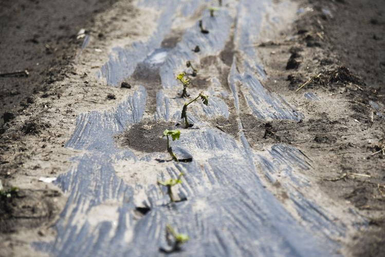 'Mother Nature is the boss': Community rallies to support hail-damaged ...