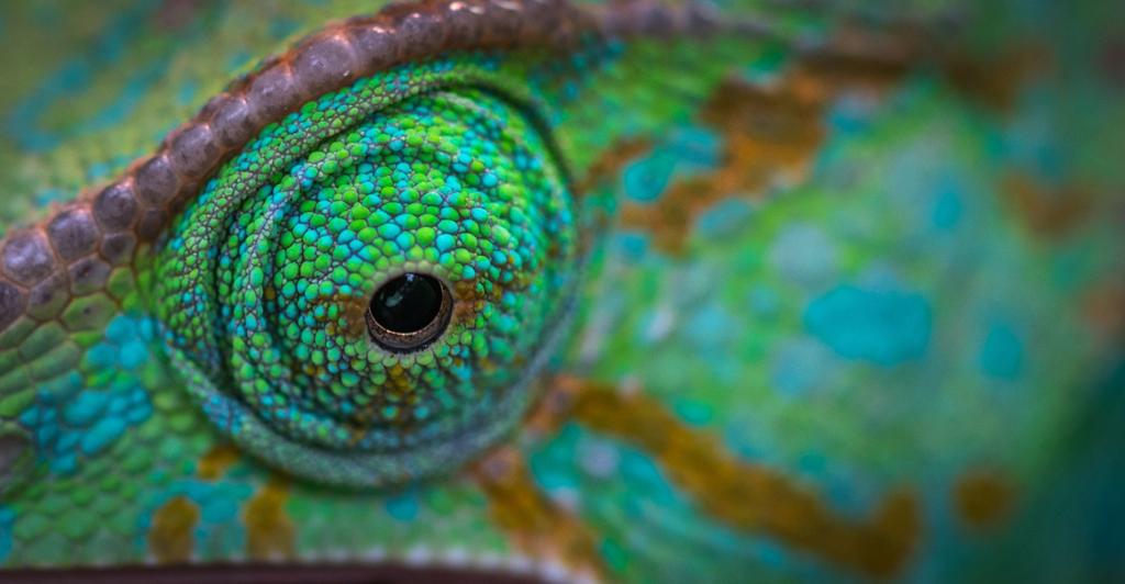 chameleon close