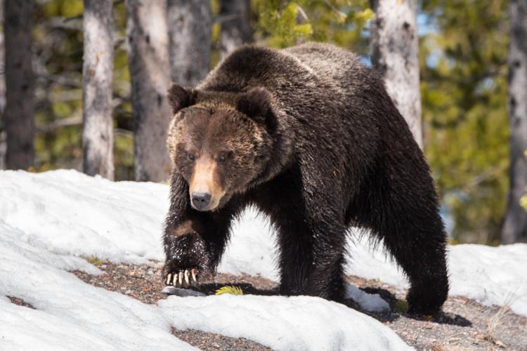 Conservation groups challenge federal predator program's impact on ...