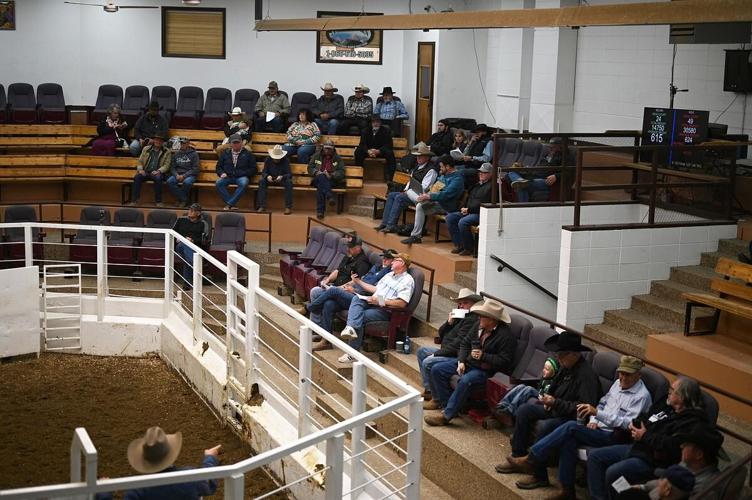 A morning at one of the state’s busiest cattle auctions | News ...