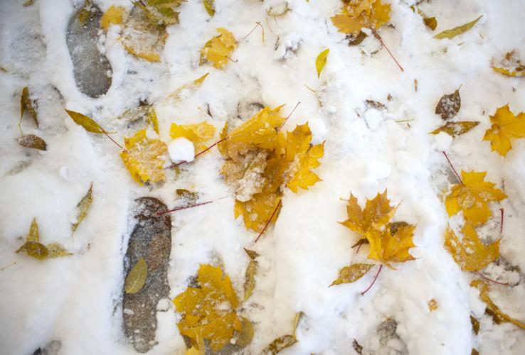 Heavy snow hits Bozeman, damaging trees | City | bozemandailychronicle.com