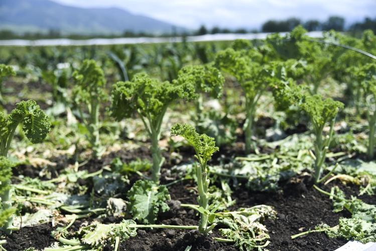'Mother Nature is the boss': Community rallies to support hail-damaged ...