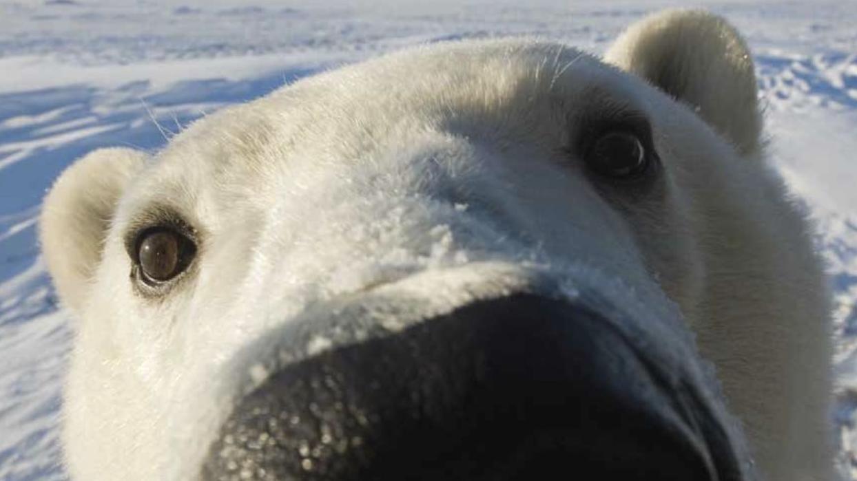 Nature photography and science come together for polar bear discussion