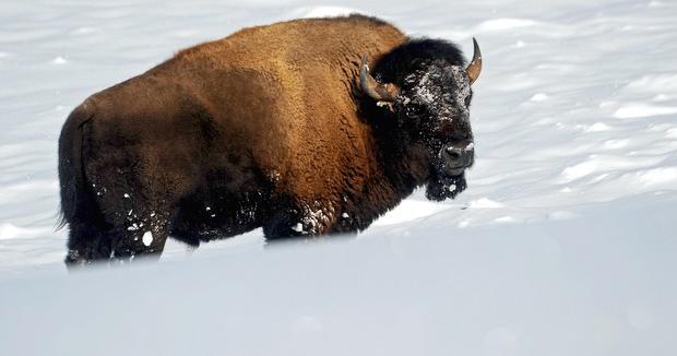 Yellowstone Bison Citizens' Working Group meets for first time in hopes ...