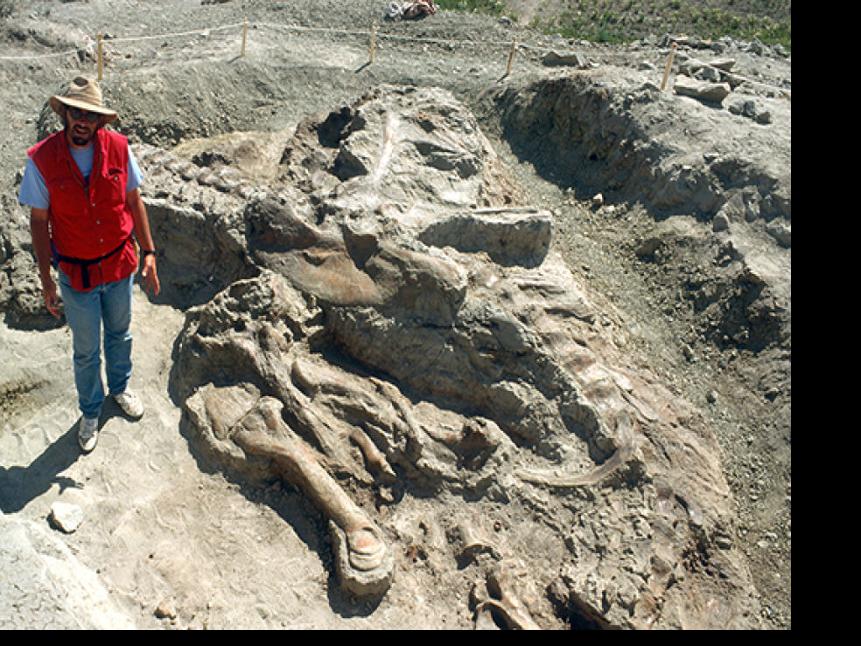 Montana T-rex fossil to move to Smithsonian museum | News ...