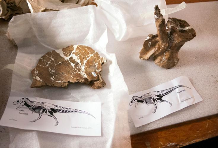 Wankel T. rex gets new home in Smithsonian dinosaur hall | News ...