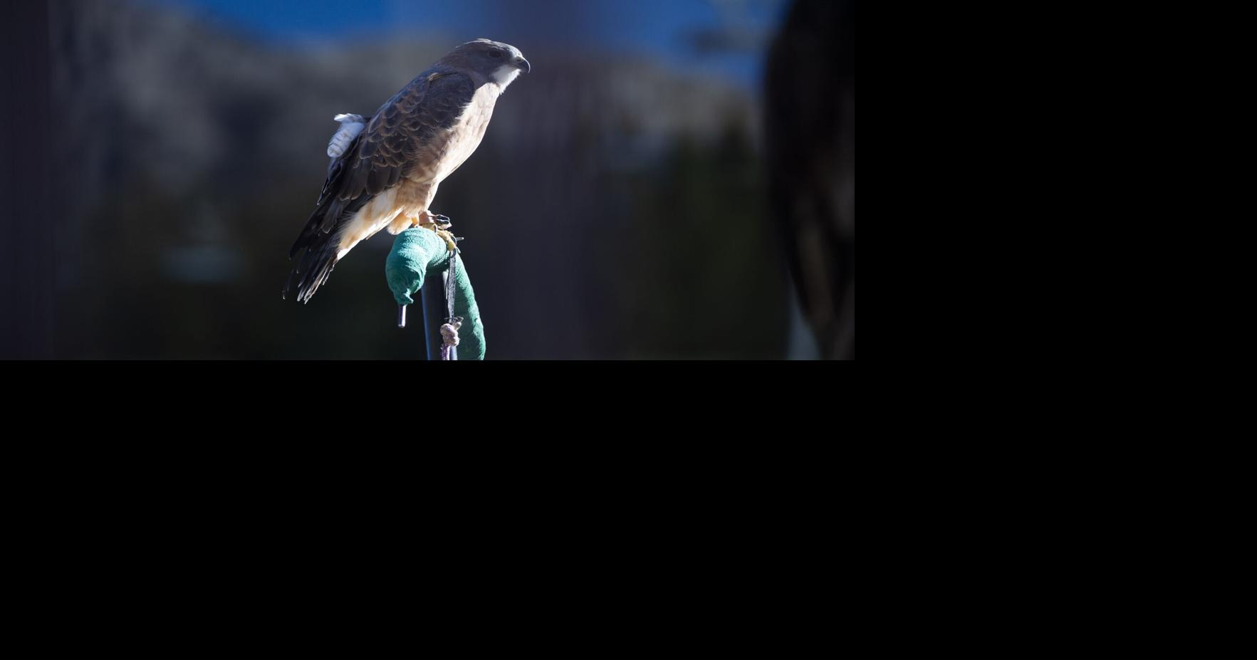 Science on the mountaintops: Biologists monitoring raptor populations ...