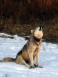 One-eyed 'Queen' of the Yellowstone National Park wolves dies at 11 ...