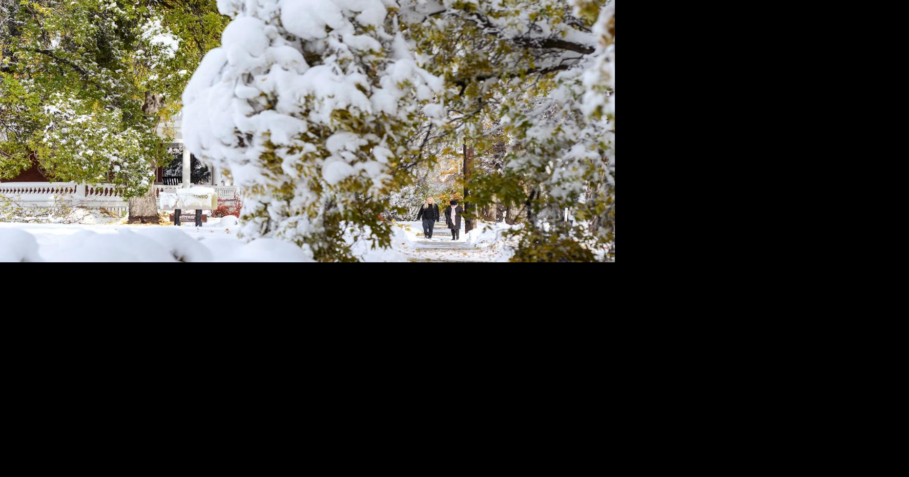 Heavy snow hits Bozeman, damaging trees | City | bozemandailychronicle.com
