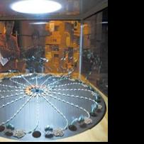 Crime Scene Insects invade museum | News | bozemandailychronicle.com