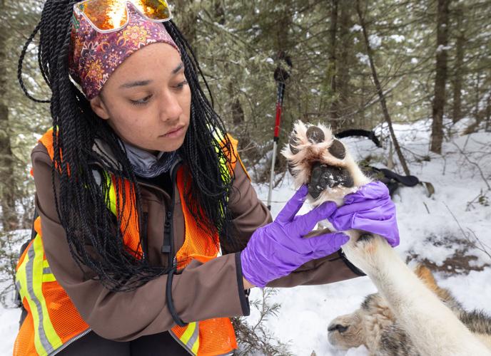 Yellowstone National Park wolves suffer through lean winter ...