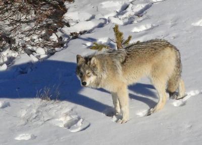 endangered wolves list