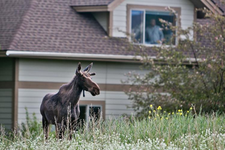 Moose darted after Bozeman romp | Wildlife | bozemandailychronicle.com