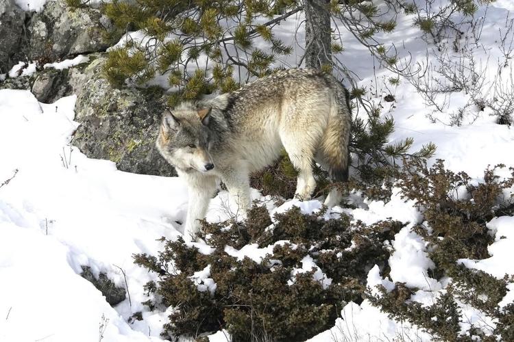 'Where do wolves get to be wolves?' What happens when canis lupus ...