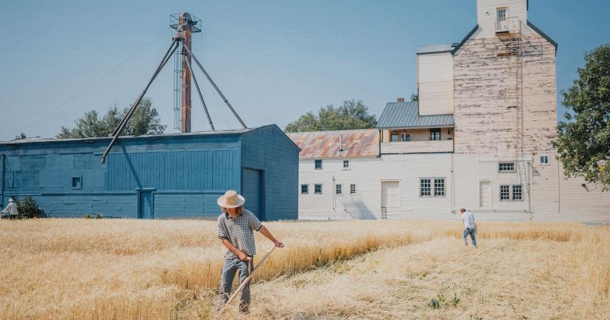 Artist's wheat field reimagined comes full circle in Bozeman | News ...