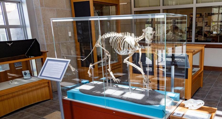 Yellowstone wolf's skeleton testifies to a wild life | News ...