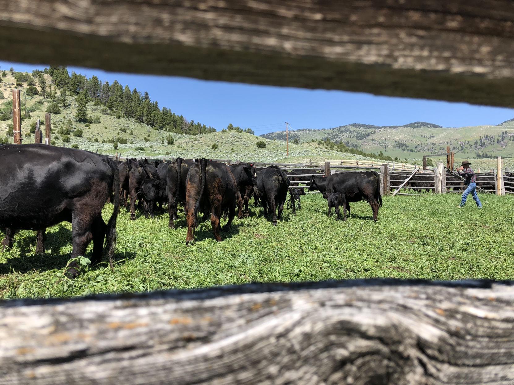 The end of an era: Sale of almost 80,000-acre Climbing Arrow Ranch ...