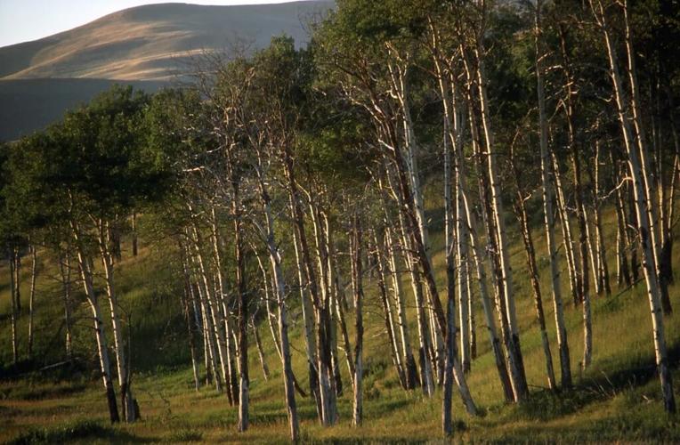 Did restoring wolves to Yellowstone save the park’s aspen trees? | News ...