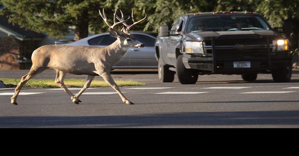 Computer programmer models sound’s impact on wildlife | Wildlife ...