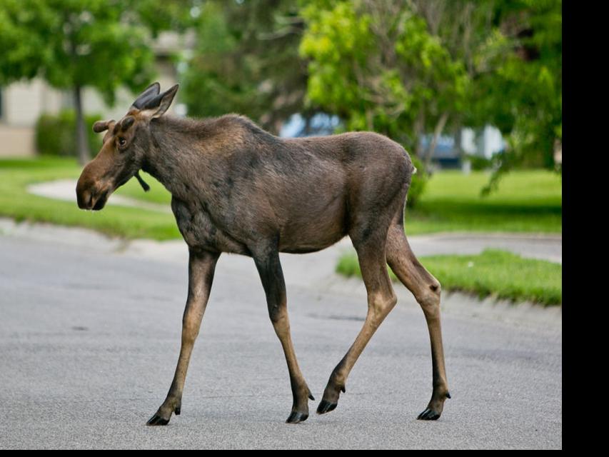Moose darted after Bozeman romp | Wildlife | bozemandailychronicle.com
