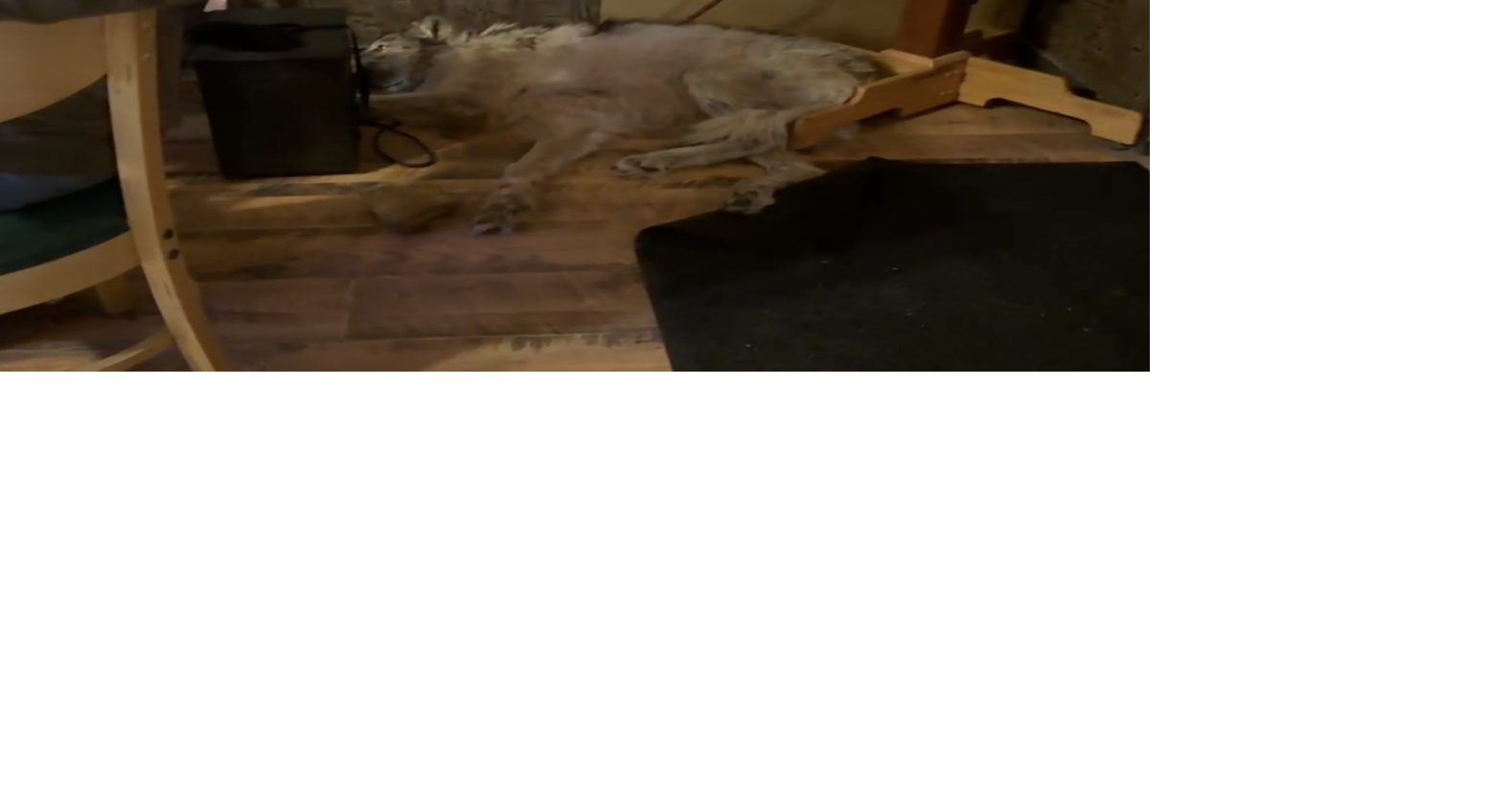 Wolf’s capture, torment puts Wyoming on path toward legal reform ...