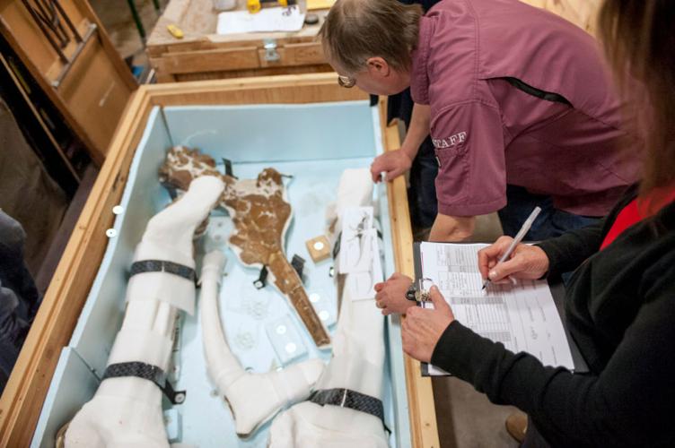 Wankel T. rex gets new home in Smithsonian dinosaur hall | News ...