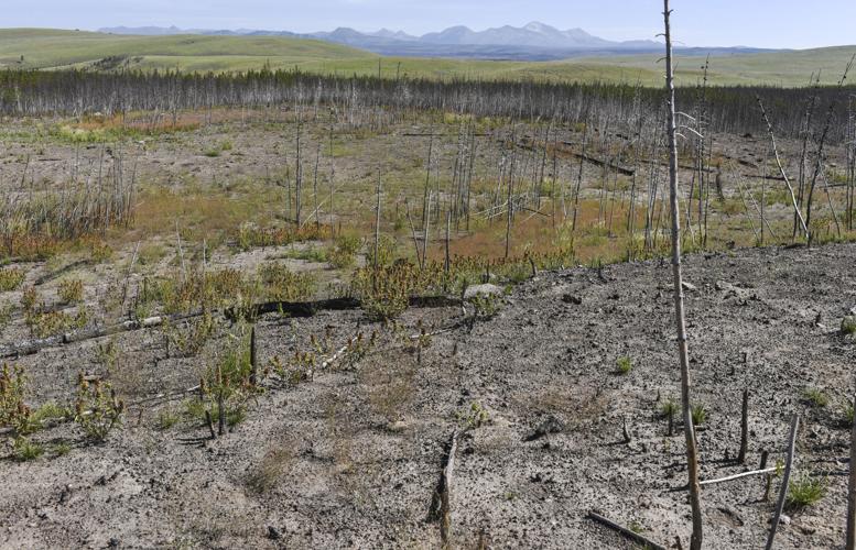 What will we lose? Tracking climate change in Yellowstone | Environment ...