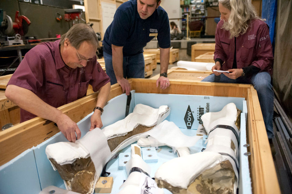 Wankel T. rex gets new home in Smithsonian dinosaur hall | News ...