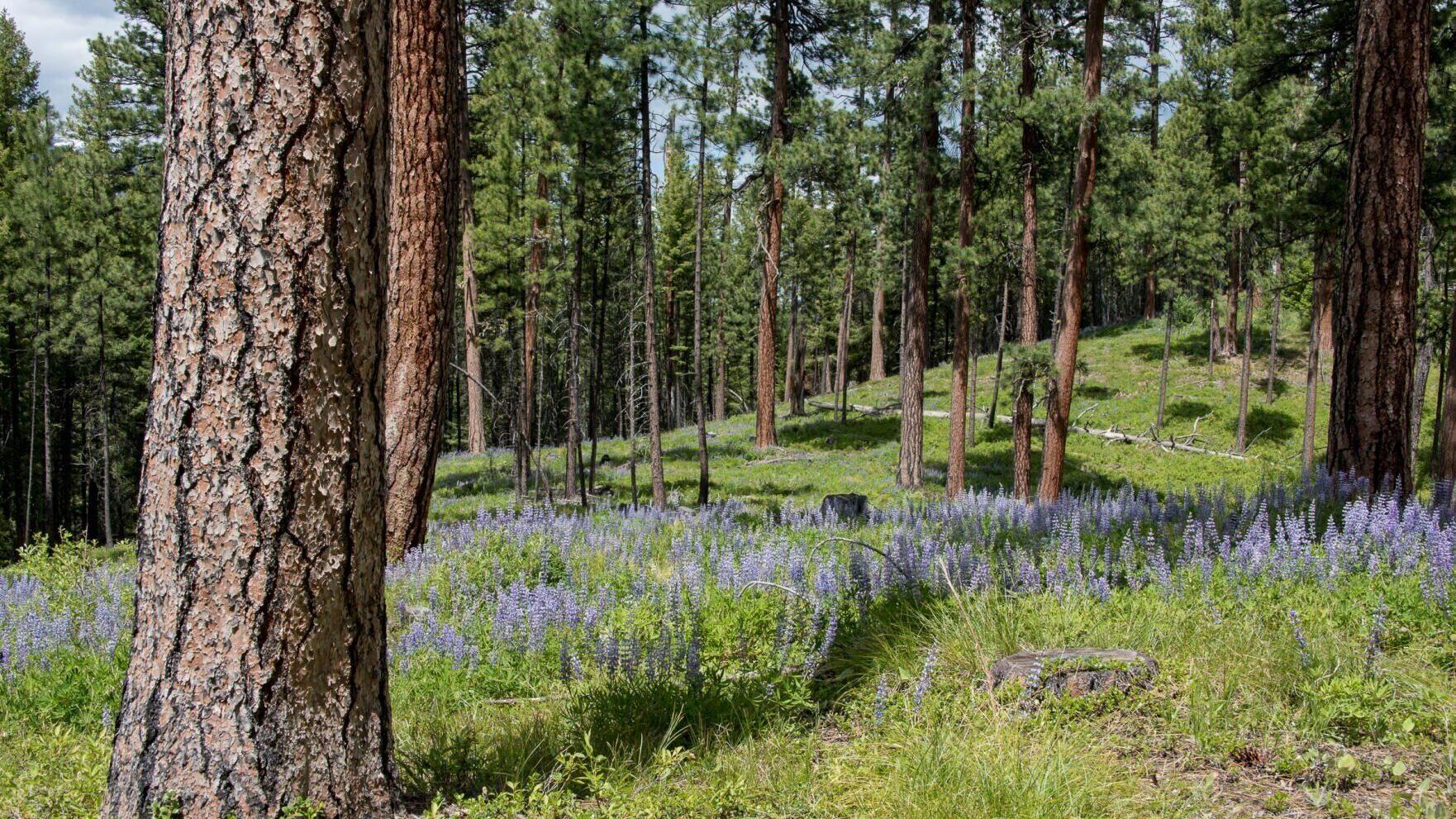 bitterroot national forest logging project halted