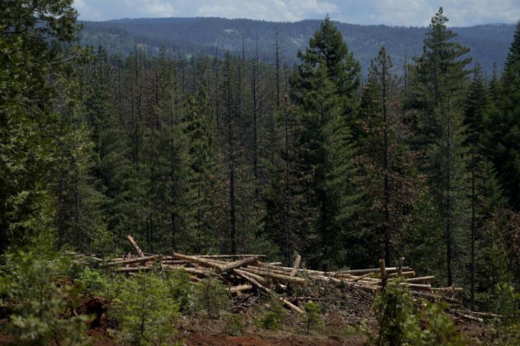 Trump rolls back forest protections to ramp up logging | News ...
