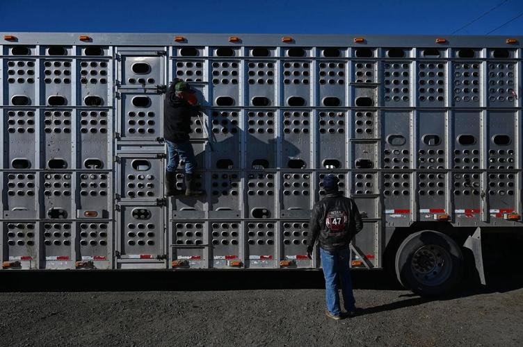 A morning at one of the state’s busiest cattle auctions | News ...