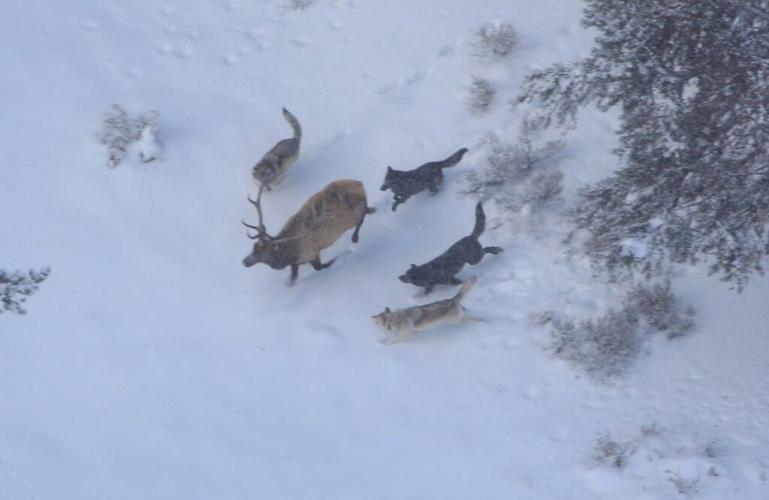 Did restoring wolves to Yellowstone save the park’s aspen trees? | News ...