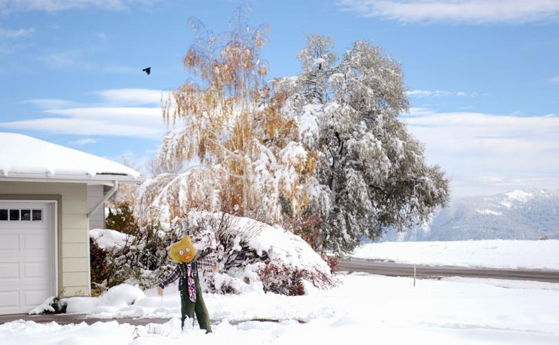 Heavy snow hits Bozeman, damaging trees | City | bozemandailychronicle.com