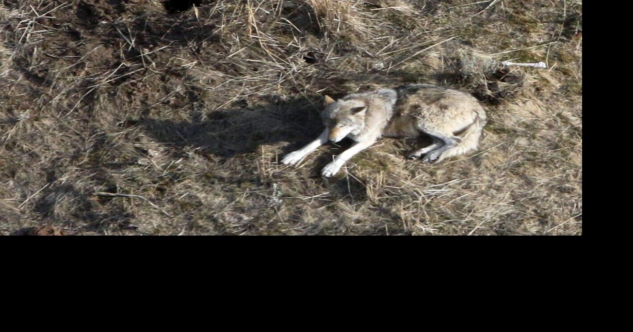 Wolf kills over weekend close season for western Montana | News ...