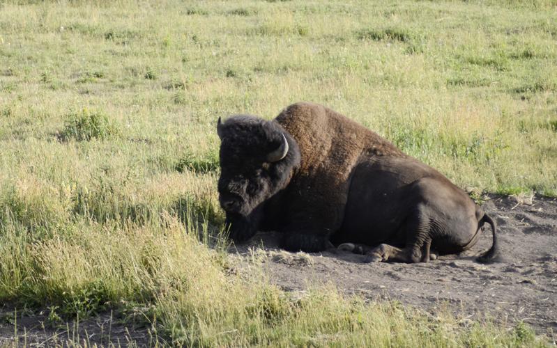 Yellowstone bison numbers down after largest cull in years ...
