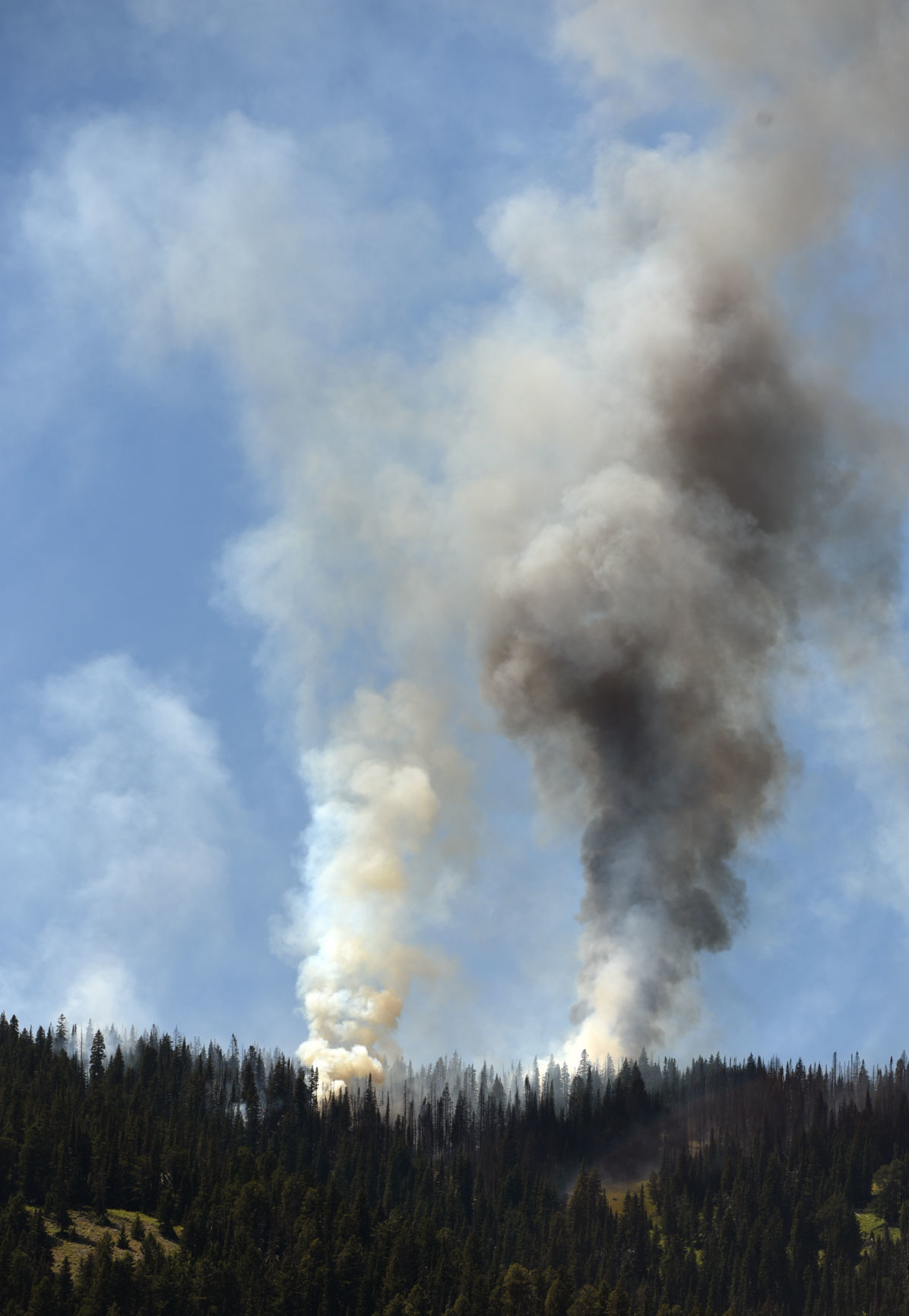 Montana governor forms panel to assess, plan for state's forests ...