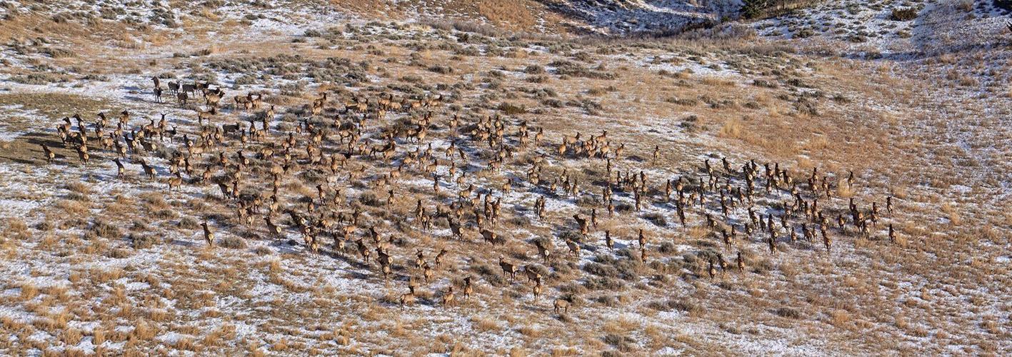 Judge sides with FWP in elk management lawsuit | News ...