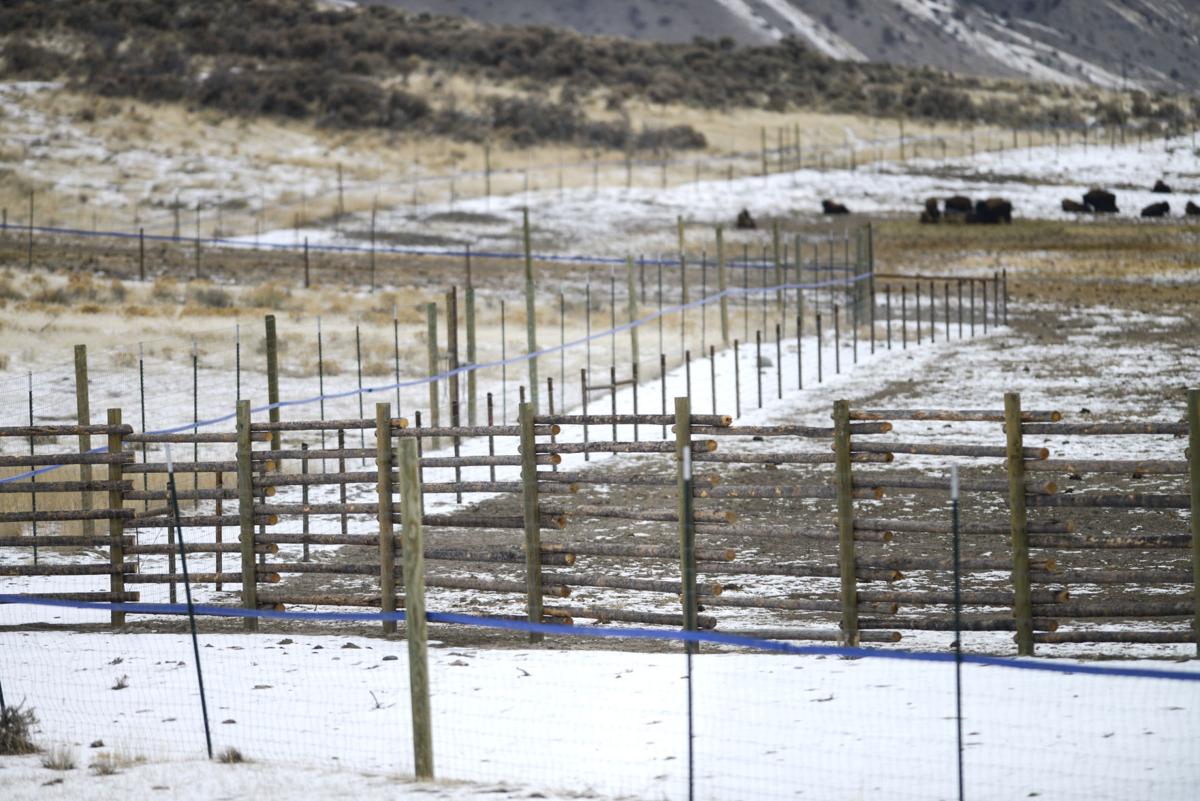 Carrying on: Yellowstone's bison winter season continues as usual ...